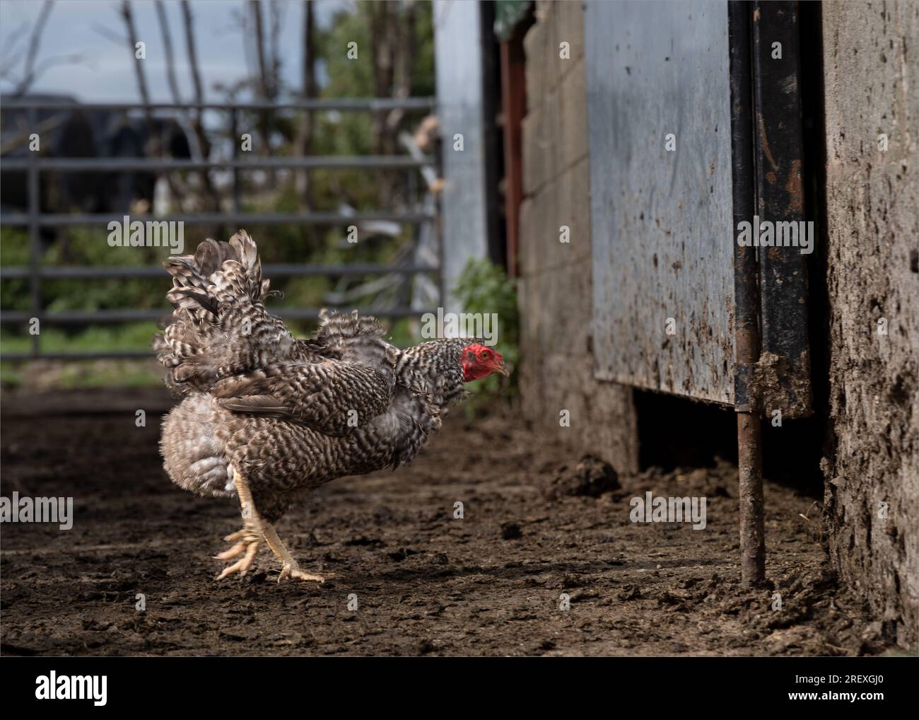 Farmyard on dairy farm hi-res stock photography and images - Alamy