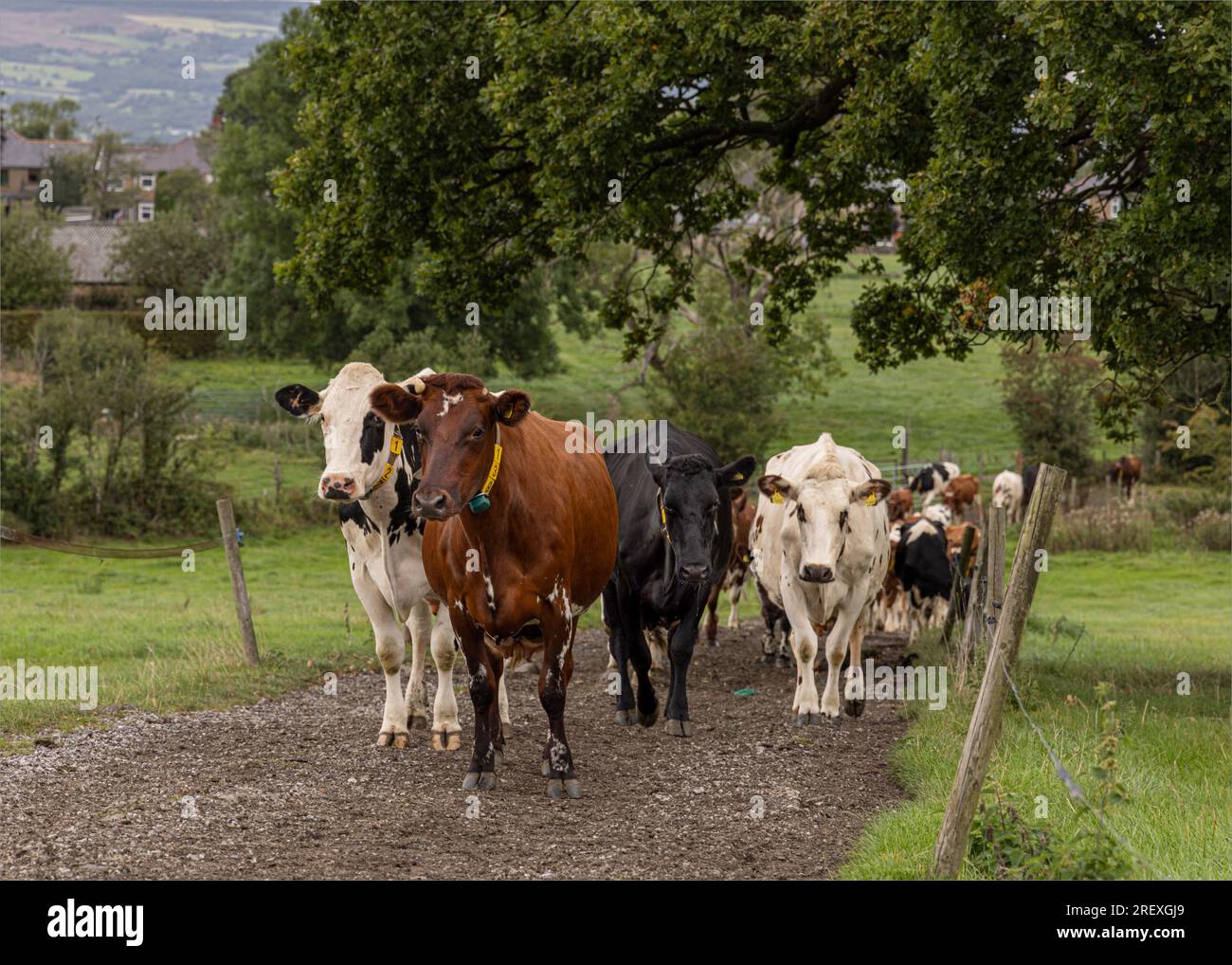Dairy farmer lancashire hi-res stock photography and images - Alamy