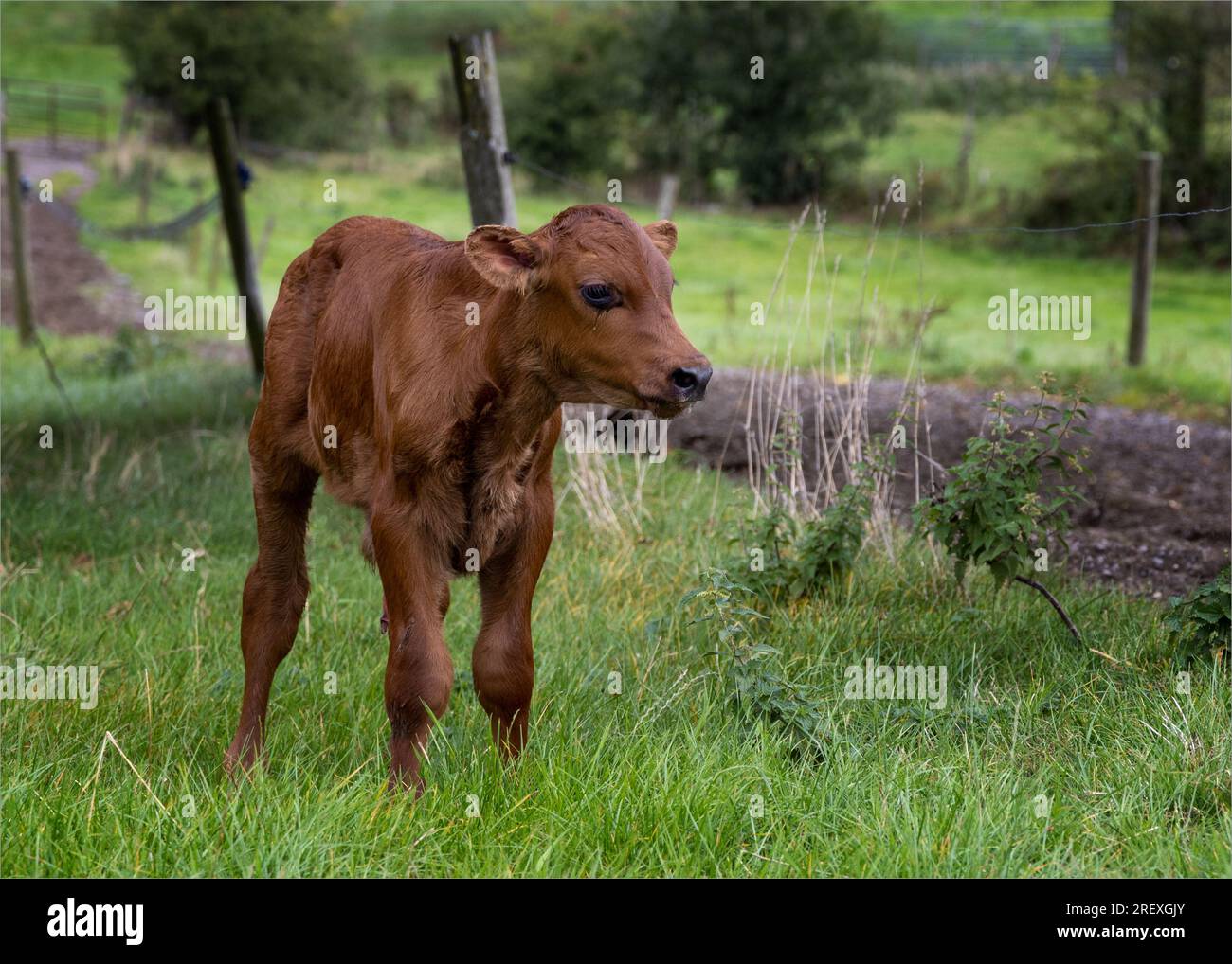 Calf in old cow hi-res stock photography and images - Alamy