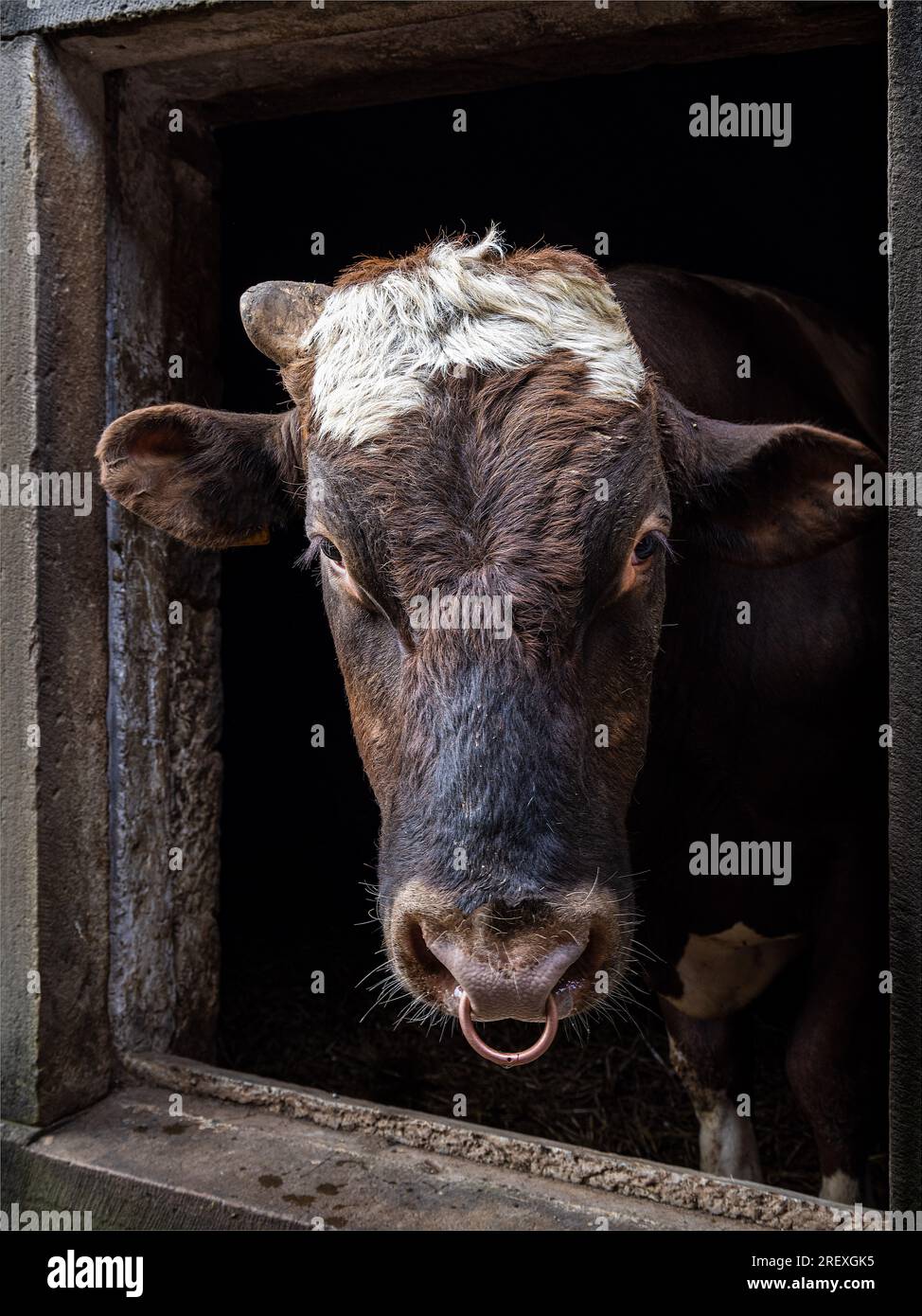 Bull at window hi-res stock photography and images - Alamy