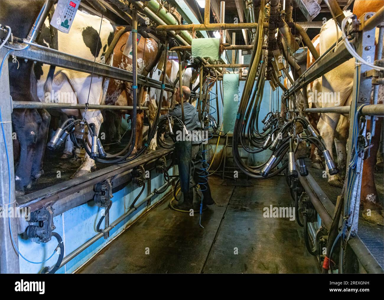 Work udder milk milking hi-res stock photography and images - Alamy