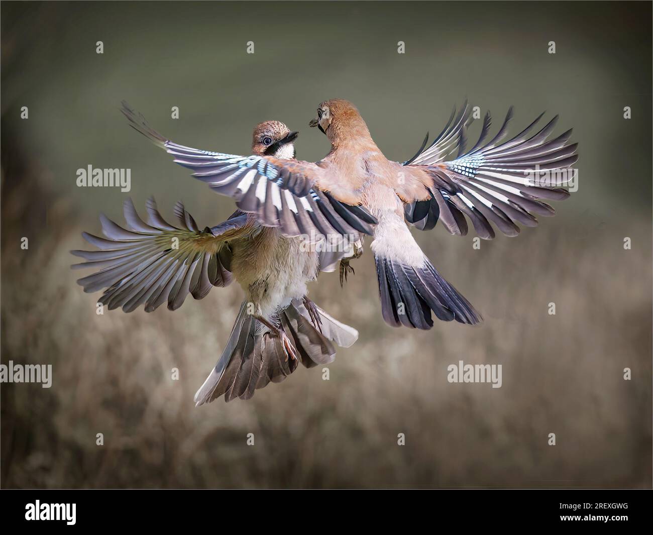 Jay fighting hi-res stock photography and images - Alamy