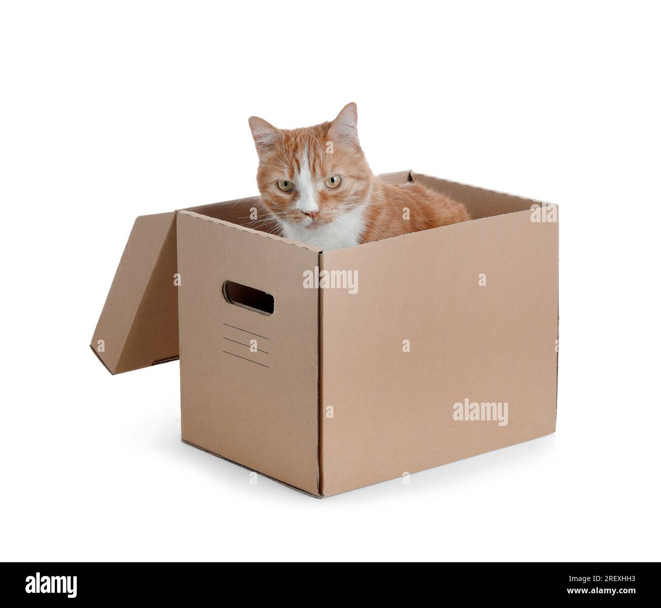 Funny cat in cardboard box on white background Stock Photo - Alamy