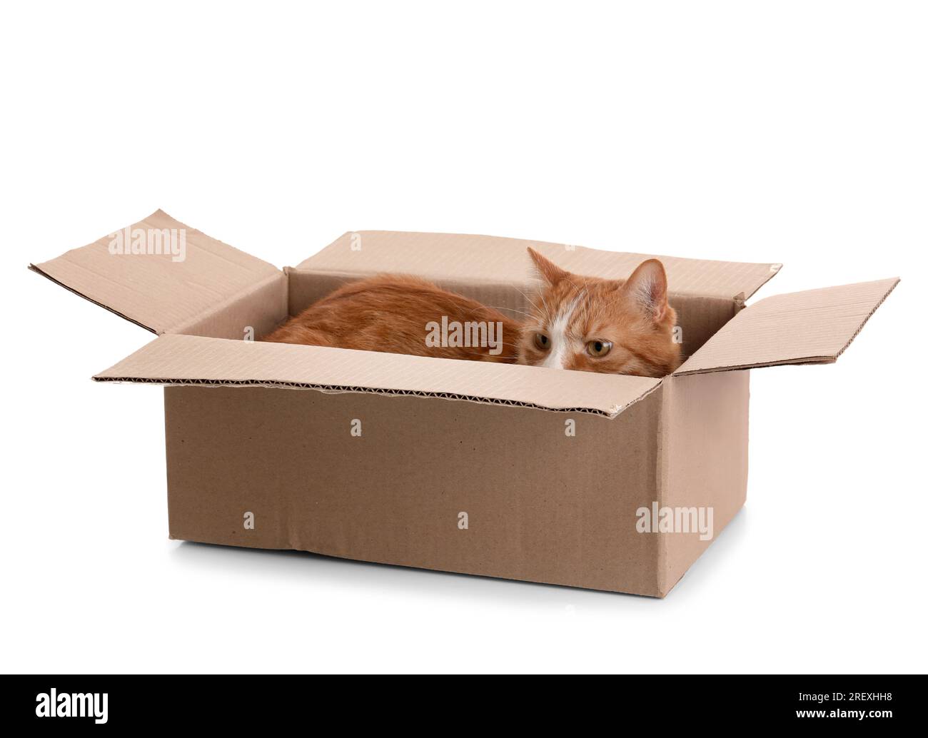 Funny cat in cardboard box on white background Stock Photo - Alamy