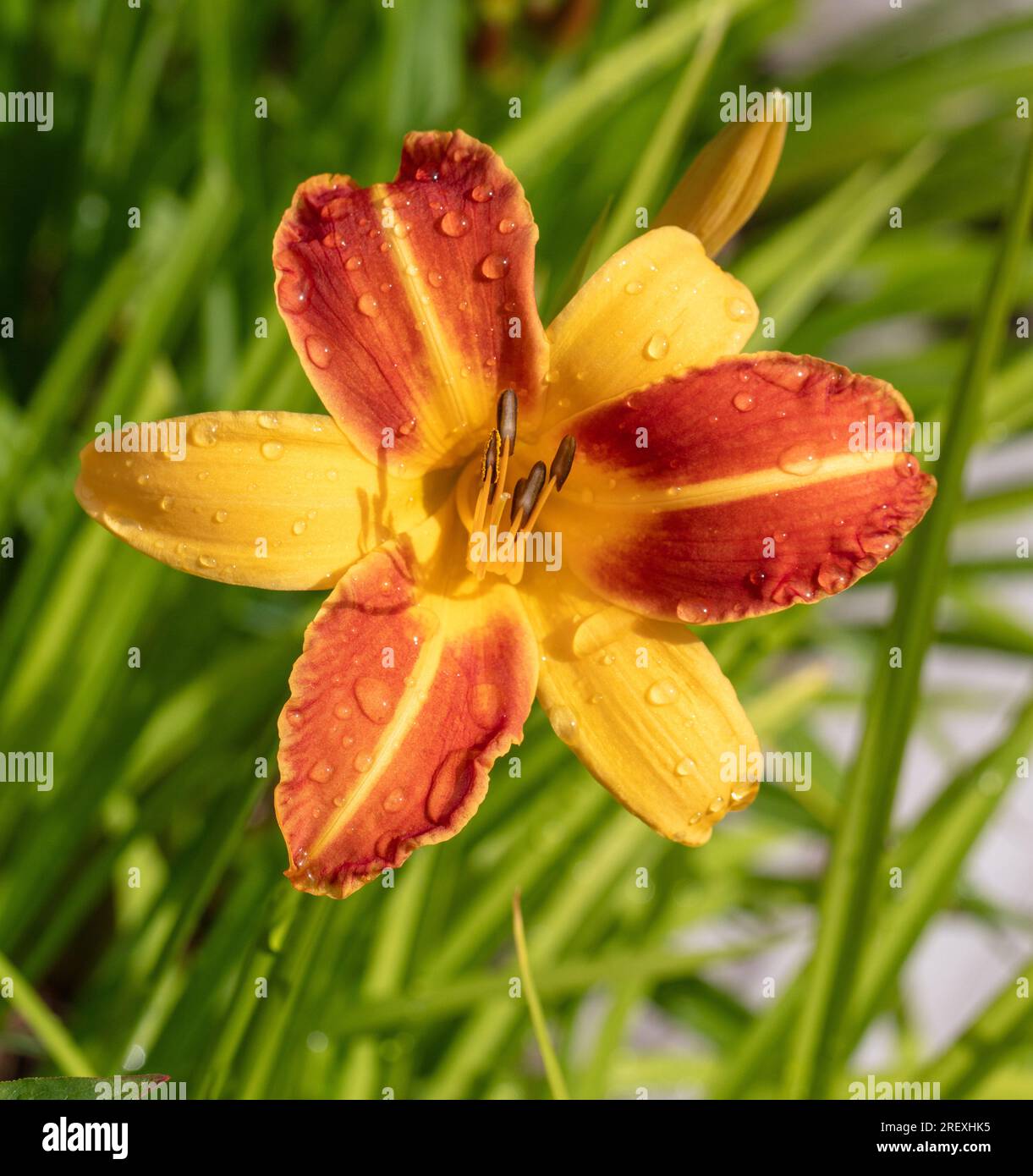 Daylily hemerocallis frans hals hi-res stock photography and images - Alamy