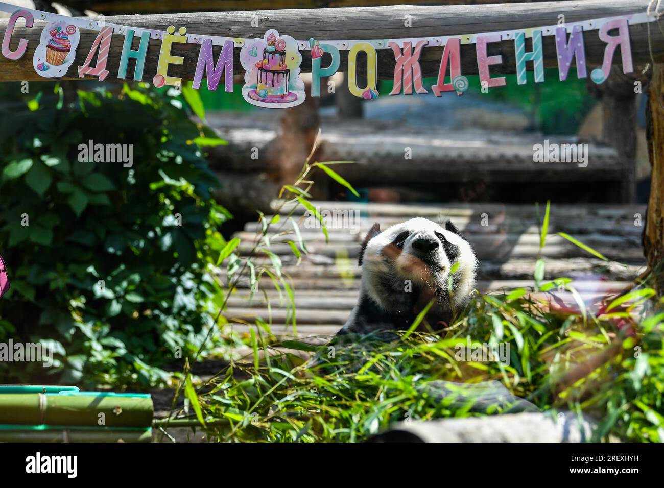 Moscow, Russia. 30th July, 2023. Giant panda Dingding is seen during ...