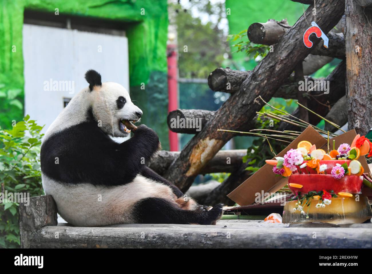 Moscow, Russia. 30th July, 2023. Giant panda Ruyi eats bamboo during ...