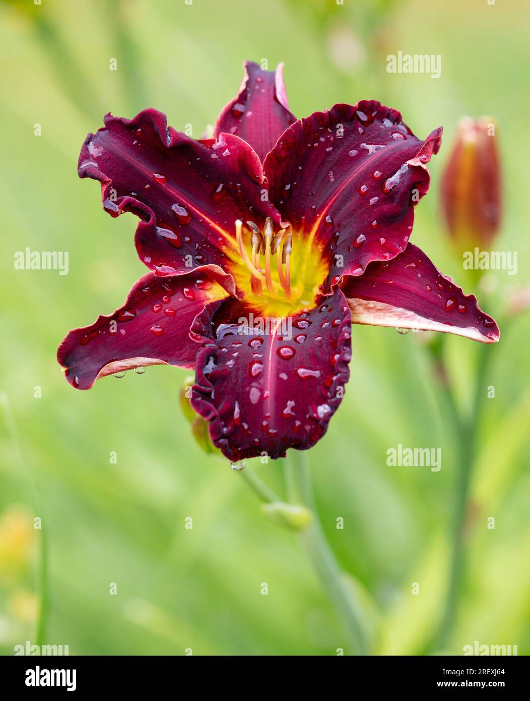 'Ed Murray' Daylily, daglilja (Hemerocallis Stock Photo - Alamy