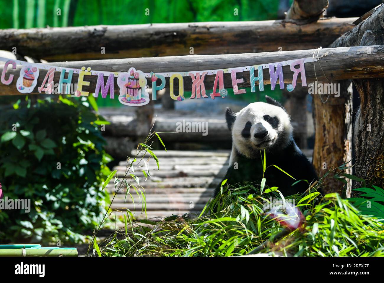 Moscow, Russia. 30th July, 2023. Giant panda Dingding is seen during ...