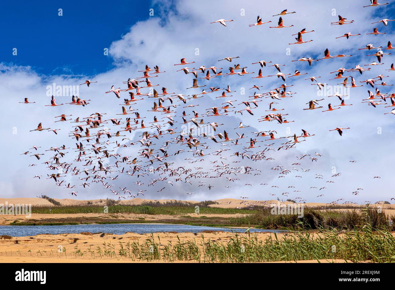 Walvis bay nature reserve hi-res stock photography and images - Alamy