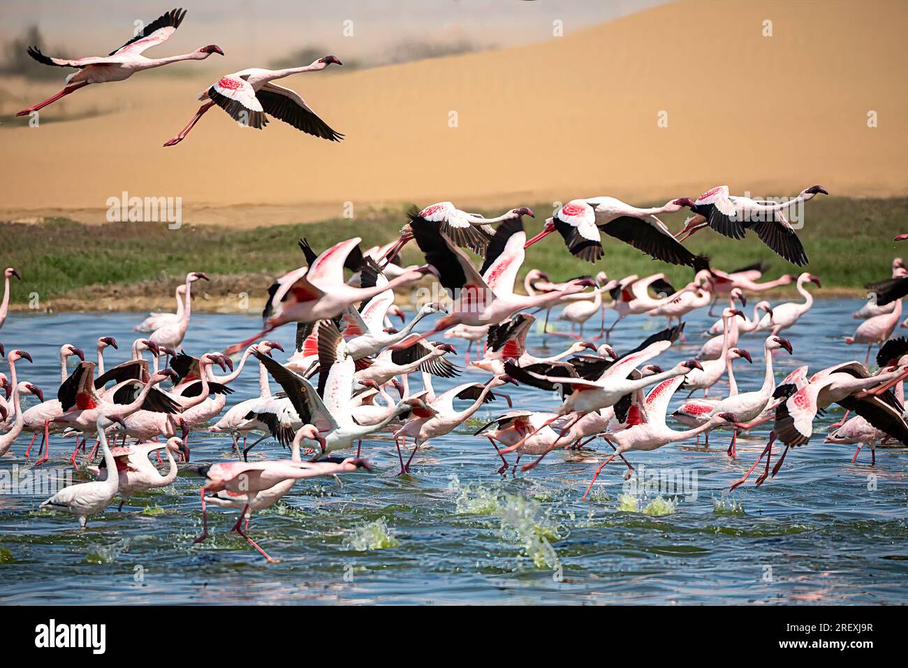 Flamingoes at bird paradise, walvis bay, namibia Stock Photo - Alamy