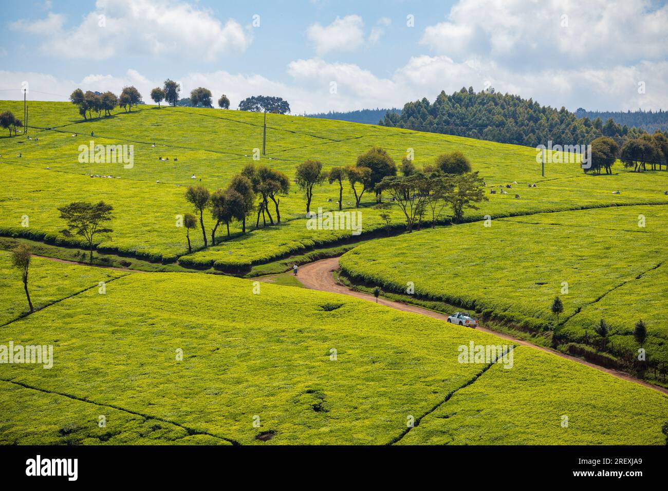 Tea Leaf leaves farm Farming In Kenya estate plantations in Kiambu ...