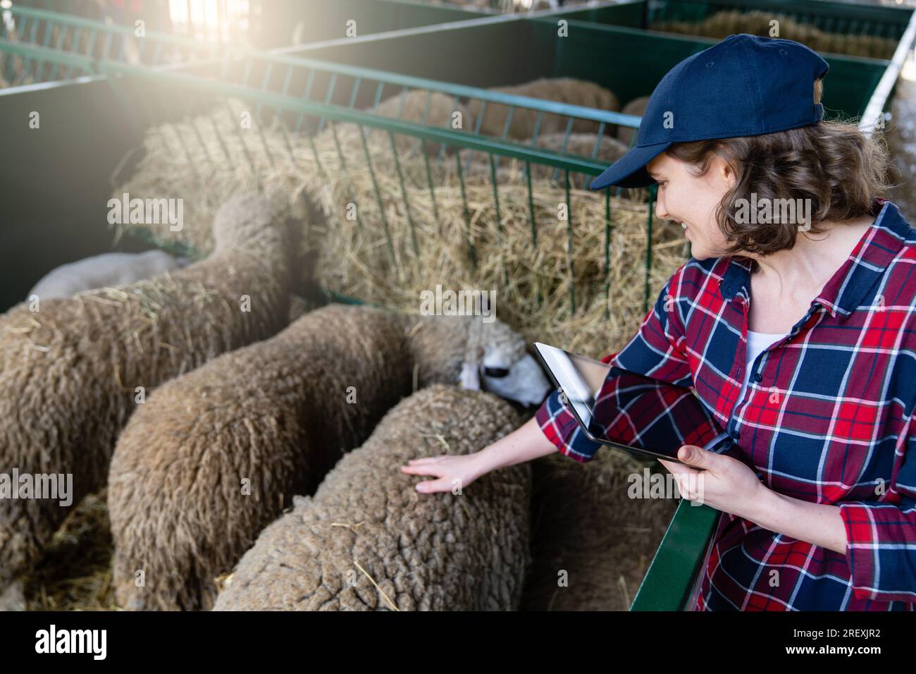 Sheepfold hi-res stock photography and images - Alamy