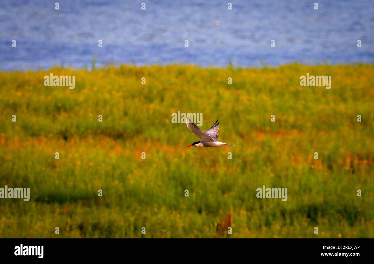 common tern in flight in the marsh Stock Photo - Alamy