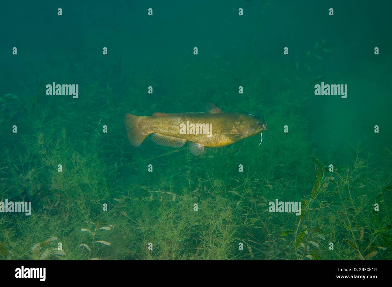 Yellow Bullhead Catfish Ameiurus natalis swimming over weeds in an ...