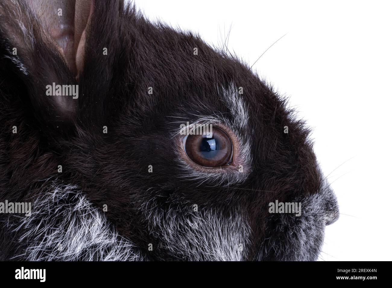 Black rabbit isolated on white background Stock Photo - Alamy