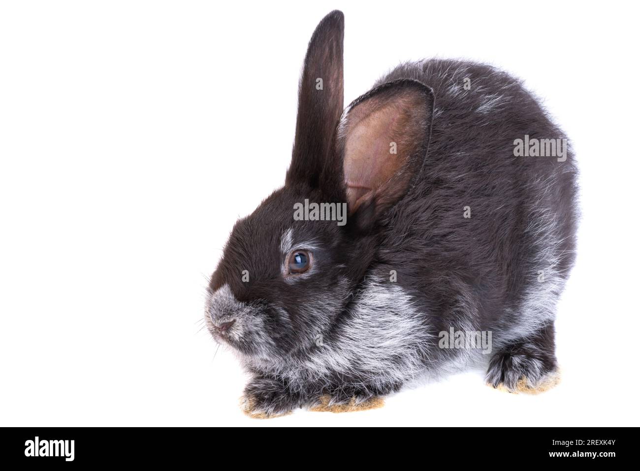 Black rabbit isolated on white background Stock Photo - Alamy