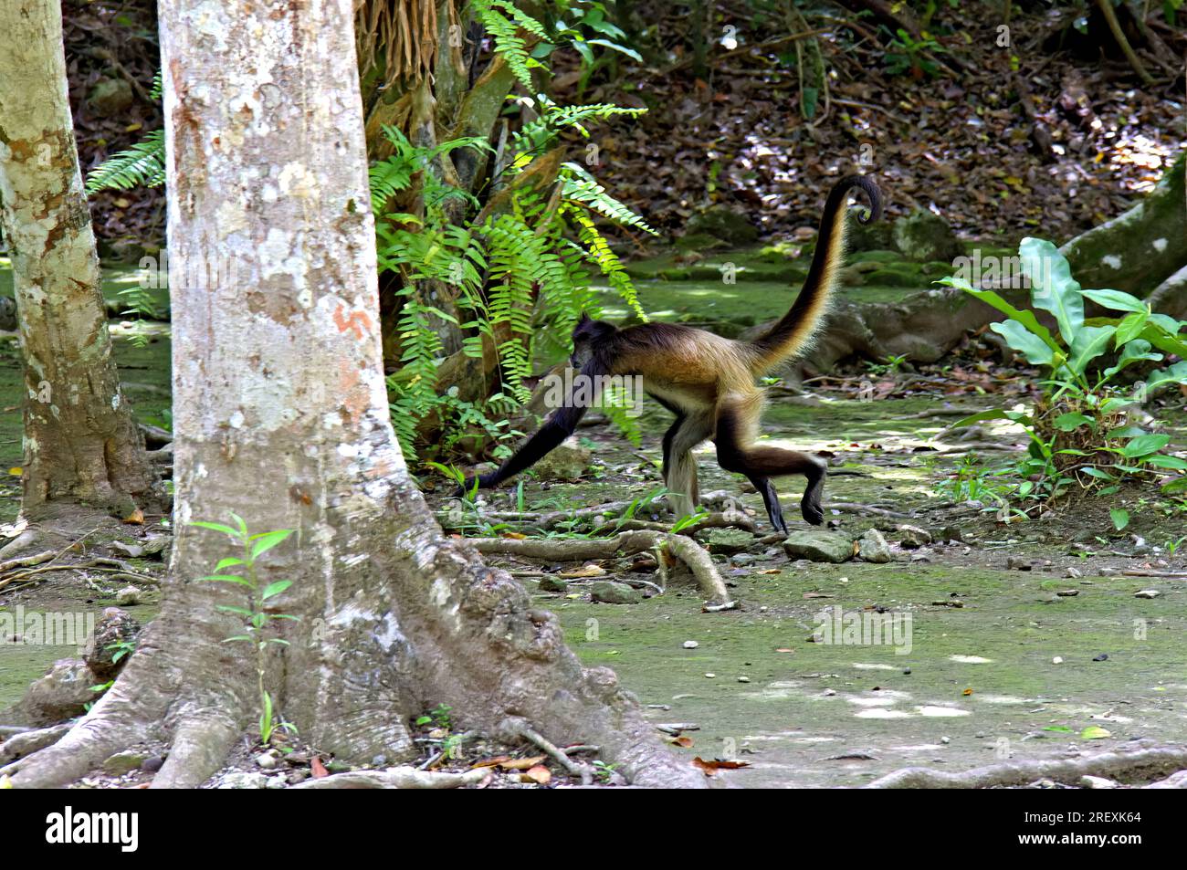 Spider Monkey, Mexico Stock Photo - Alamy