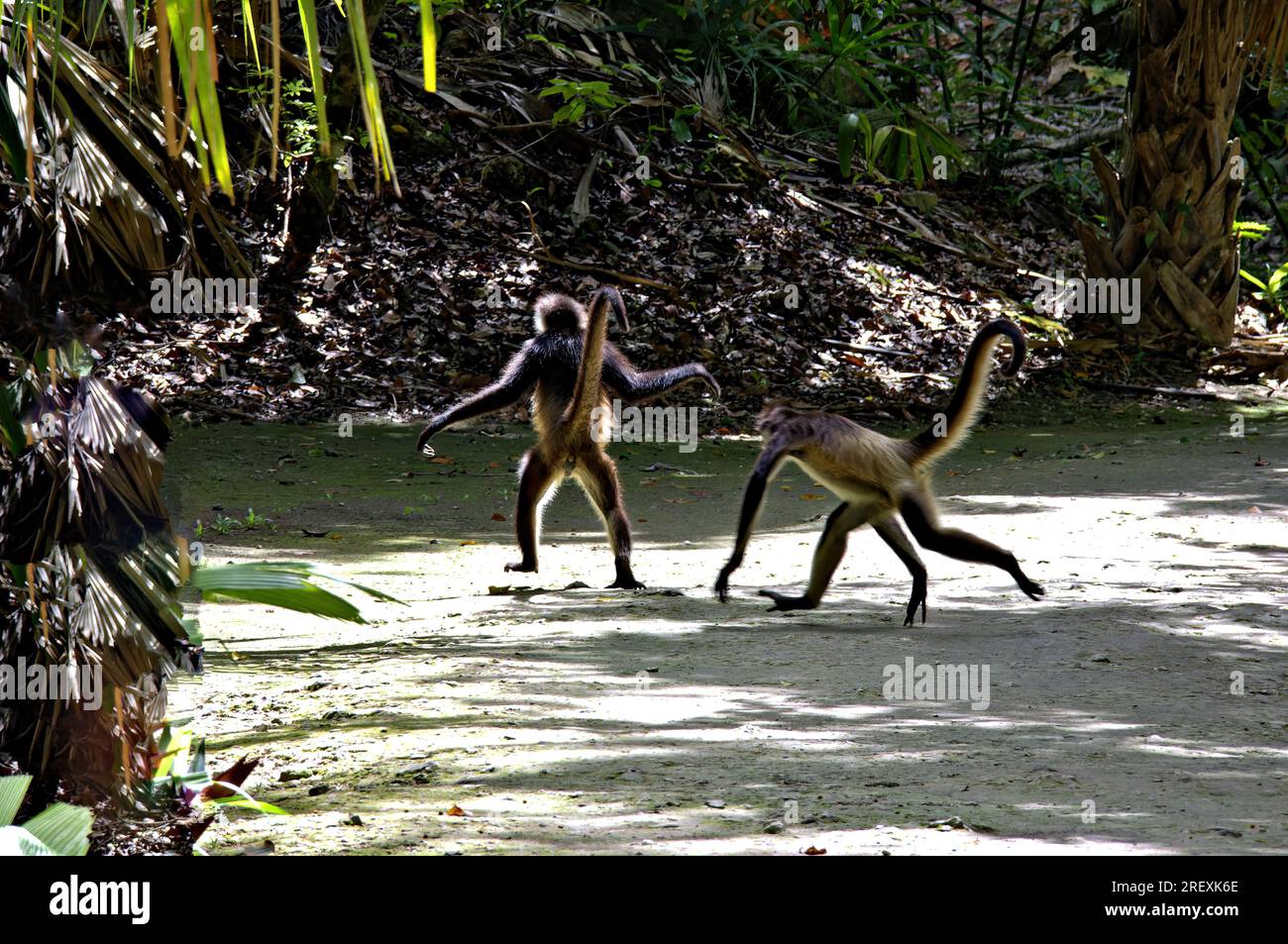 Spider Monkey, Mexico Stock Photo - Alamy