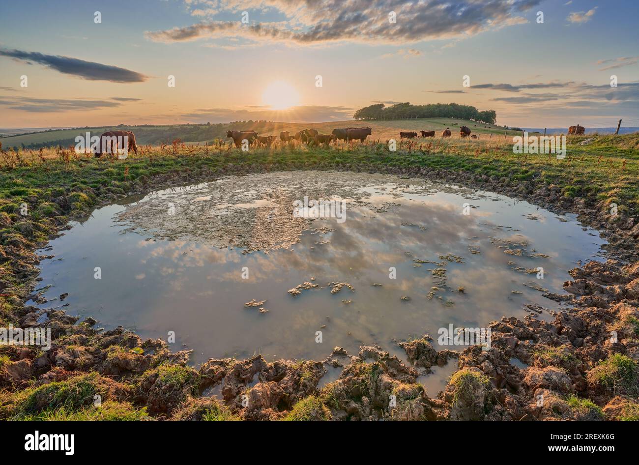 Cattle drink at a traditional dew pond in evening sunlight on the South ...