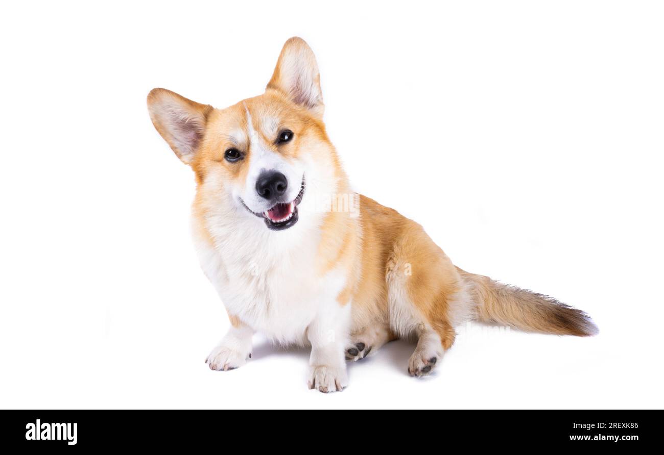 Welsh corgi isolated on white background Stock Photo - Alamy