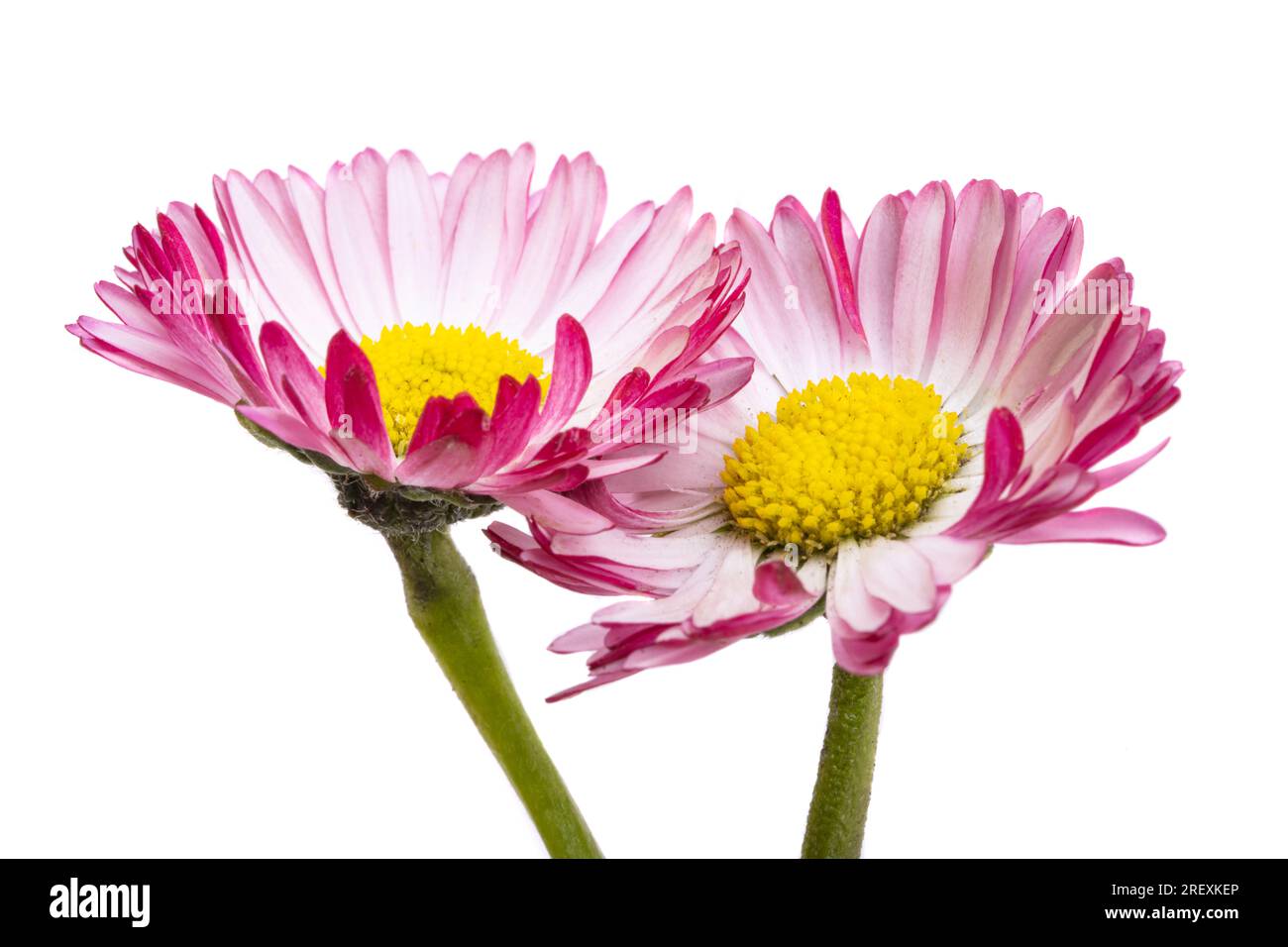 Daisy flower isolated on white background Stock Photo - Alamy
