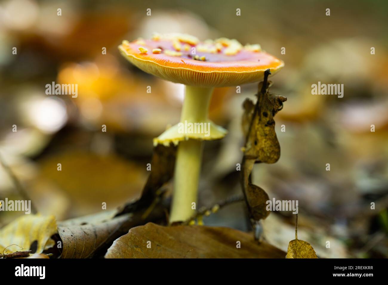 Autumn mushrooms growing in the forest Stock Photo - Alamy