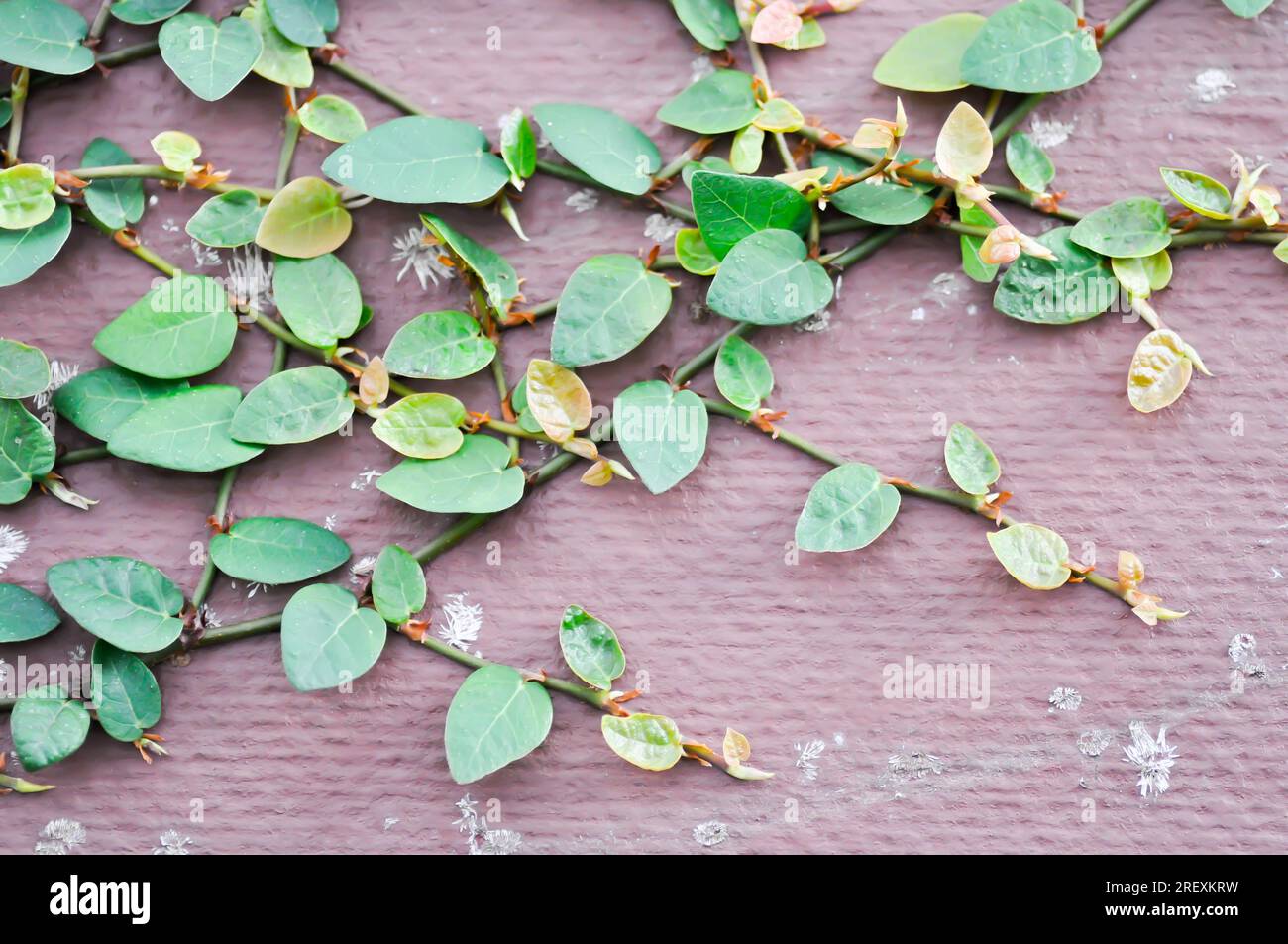 ficus pumila or climbing fig on the wall , yellow leaf Stock Photo - Alamy