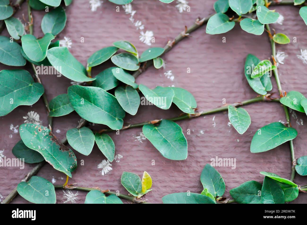 ficus pumila or climbing fig on the wall , yellow leaf Stock Photo - Alamy