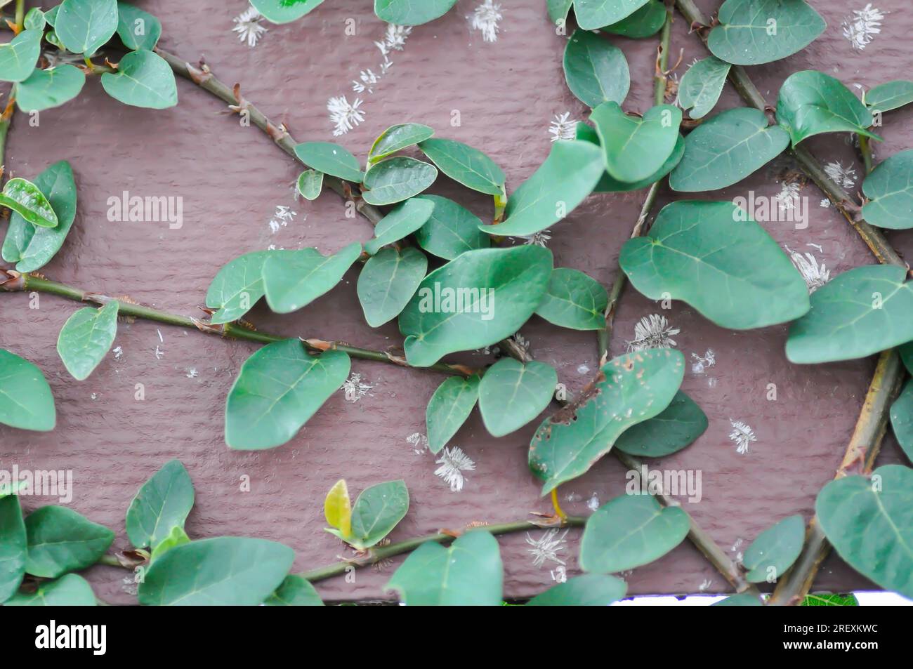 ficus pumila or climbing fig on the wall , yellow leaf Stock Photo - Alamy