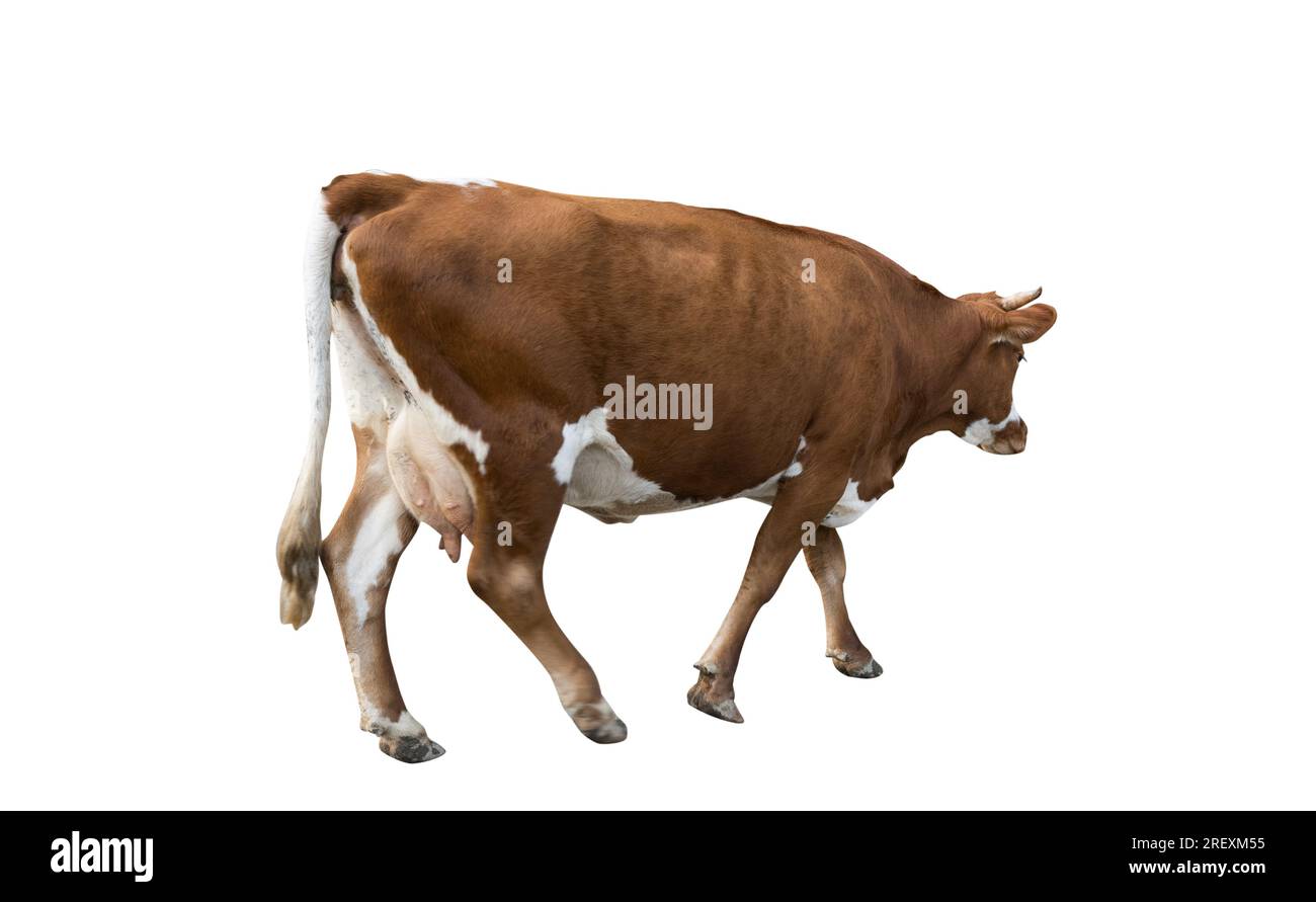 Standing cow isolated on Cut Out Stock Images & Pictures - Alamy