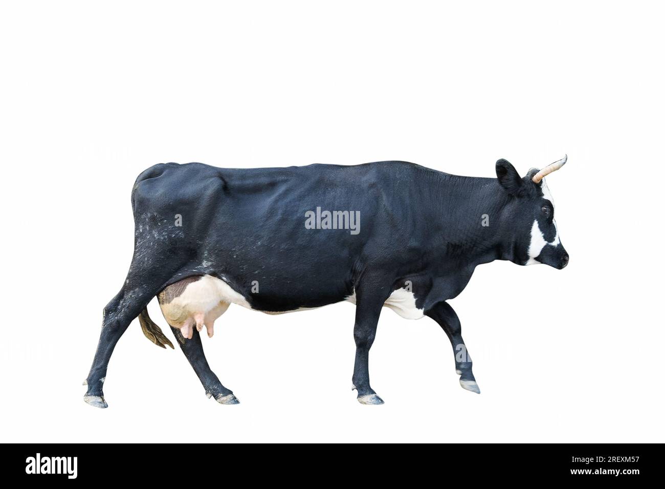 Cow isolated on white background Stock Photo - Alamy