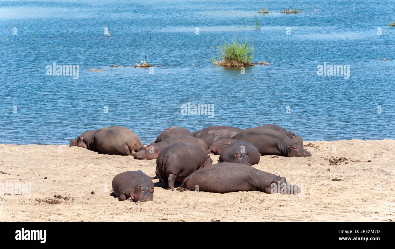 Herd of hippos lying on the sand at the rivers edge Stock Photo - Alamy