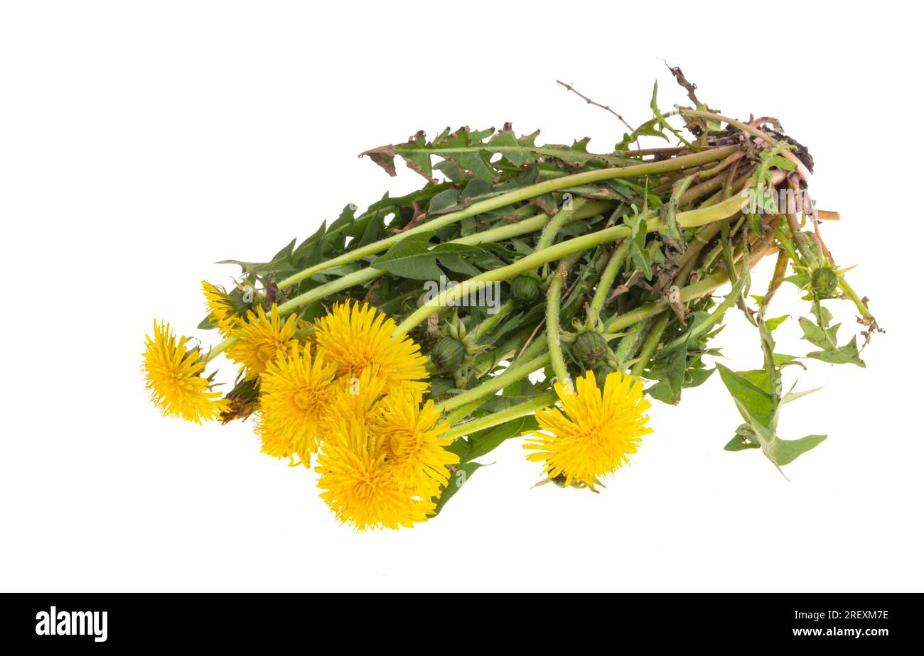 Meadow yellow dandelions Cut Out Stock Images & Pictures - Alamy
