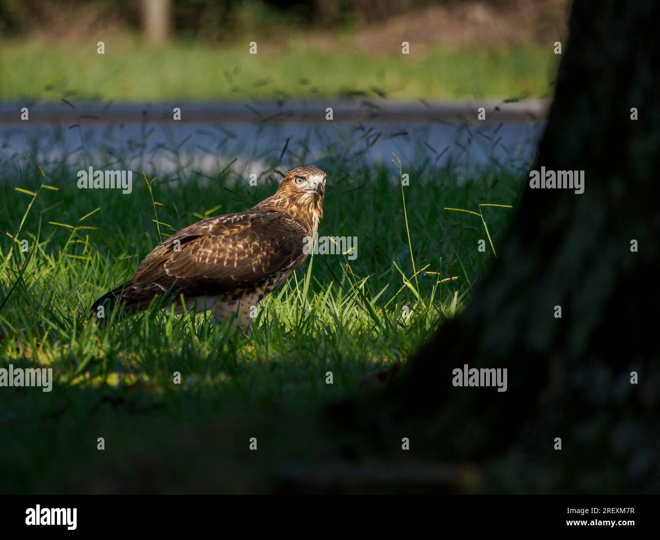 Red grass hawk hi-res stock photography and images - Alamy