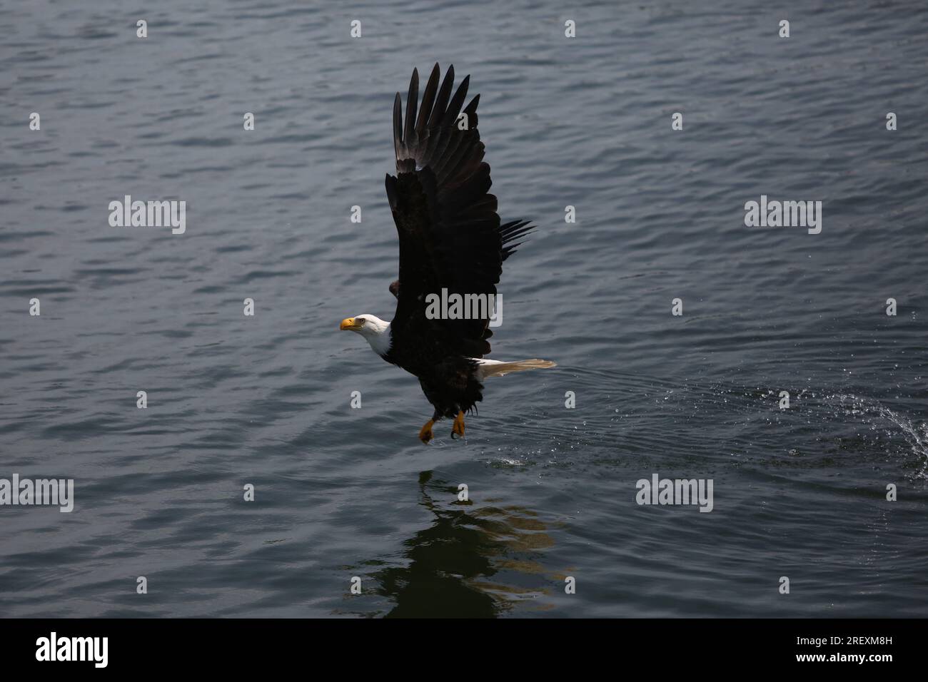 Bald eagle flying and trying to catch fish at Khutzeymateen Grizzly ...