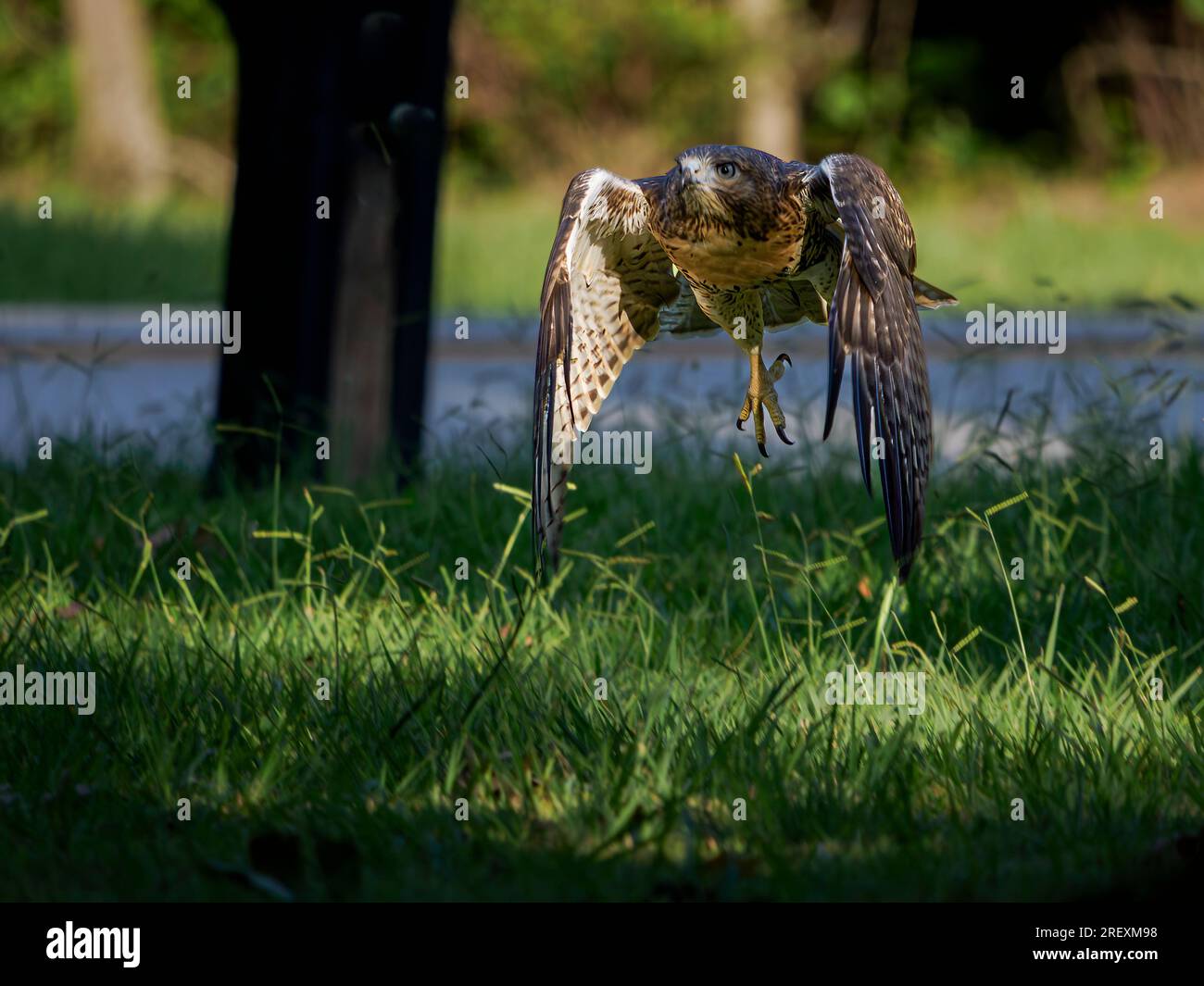 Red-tailed hawk (Buteo jamaicensis) in suburban grass Stock Photo - Alamy