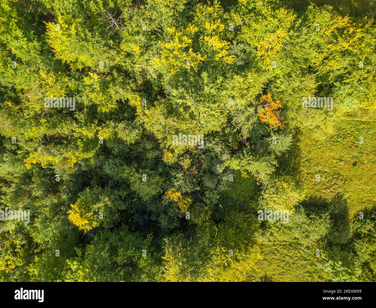 Background with flat aerial view. Sunny summer day. Thickets of ...
