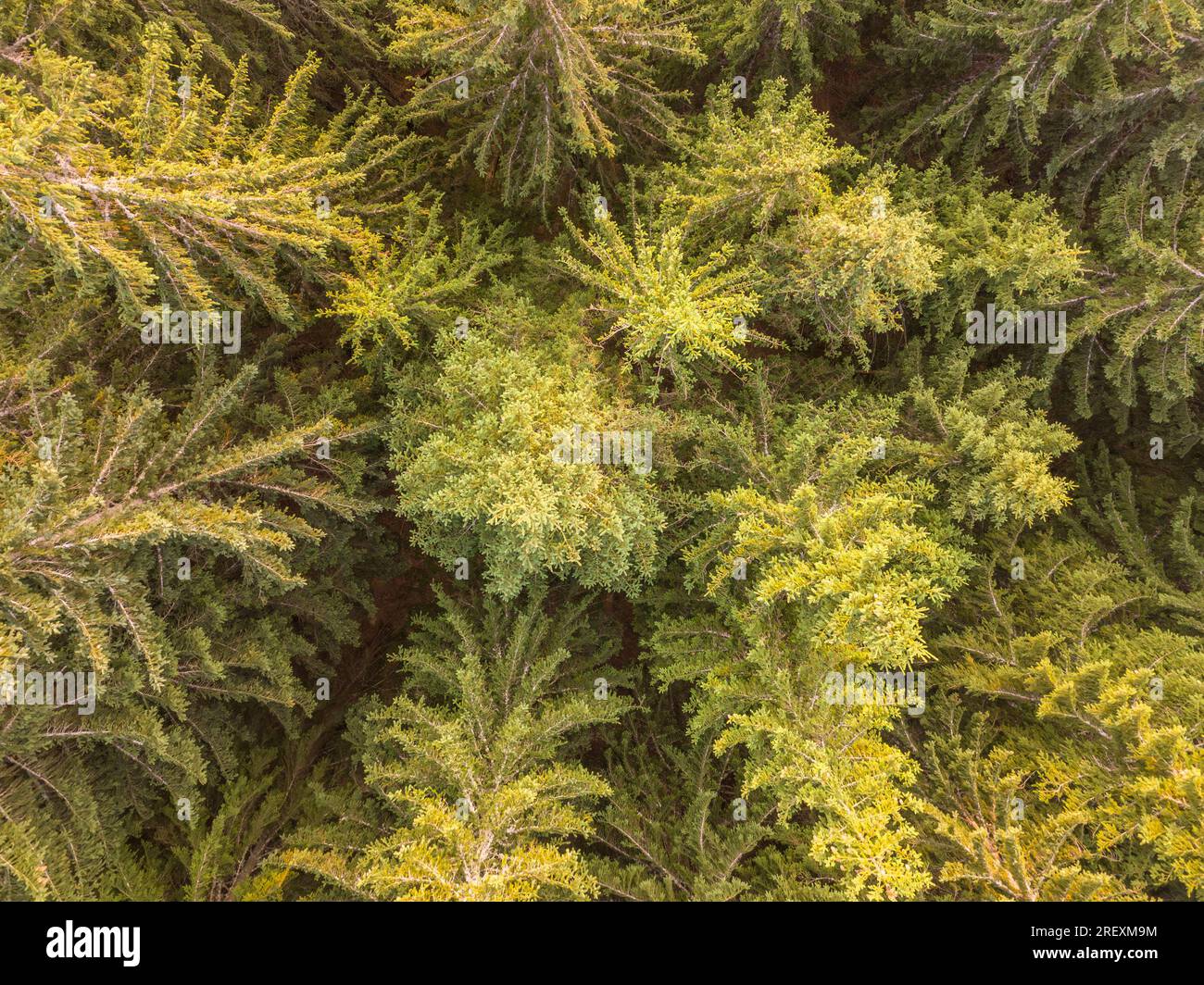 Aerial top down evergreen coniferous hi-res stock photography and ...