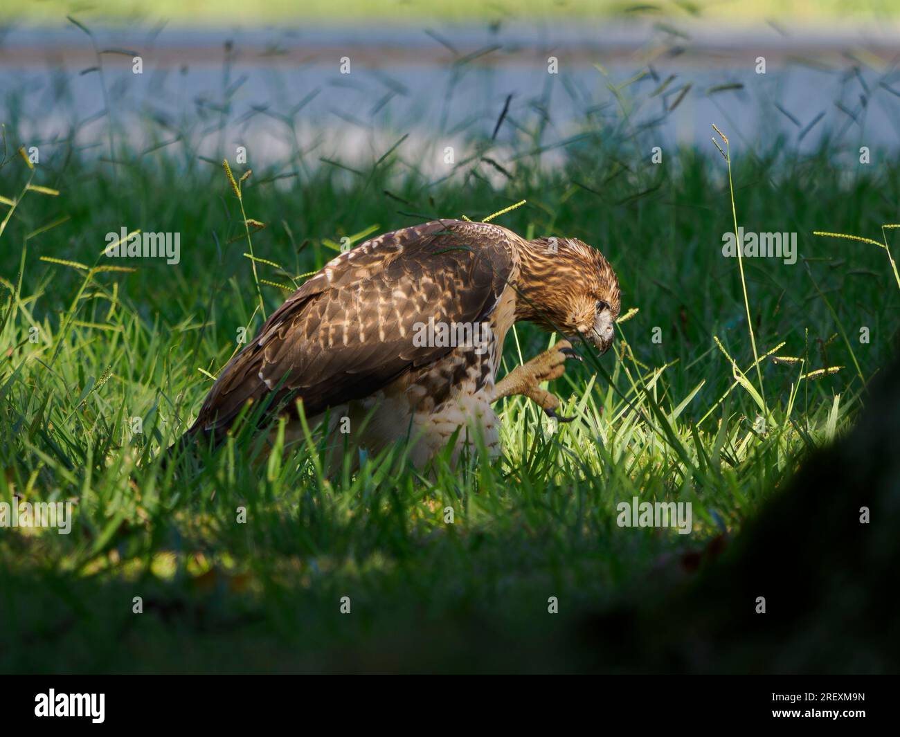 Red grass hawk hi-res stock photography and images - Alamy