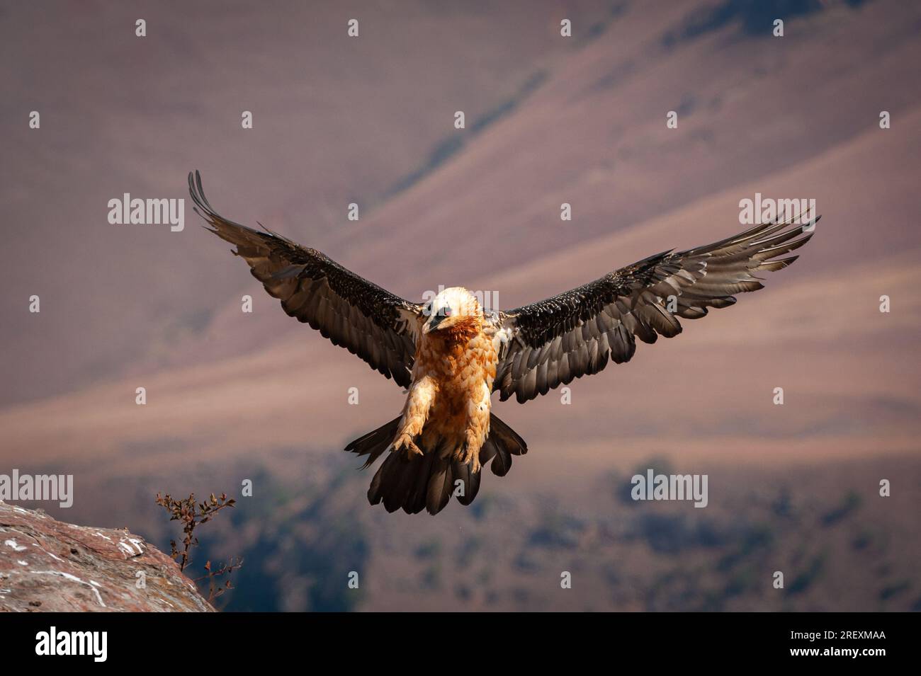Bearded Vulture coming into land, talons extended Stock Photo - Alamy