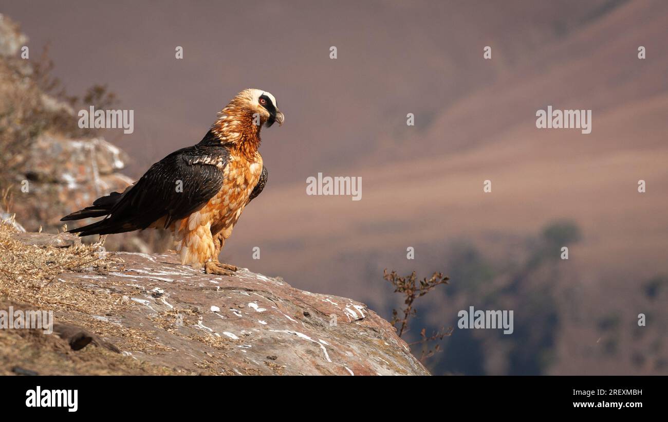 Bearded Vulture standing on the edge of a cliff Stock Photo - Alamy