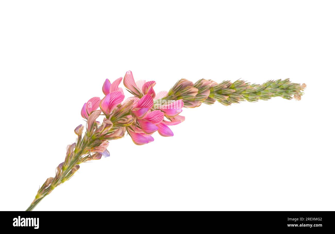 Pink meadow flowers isolated on white background Stock Photo - Alamy