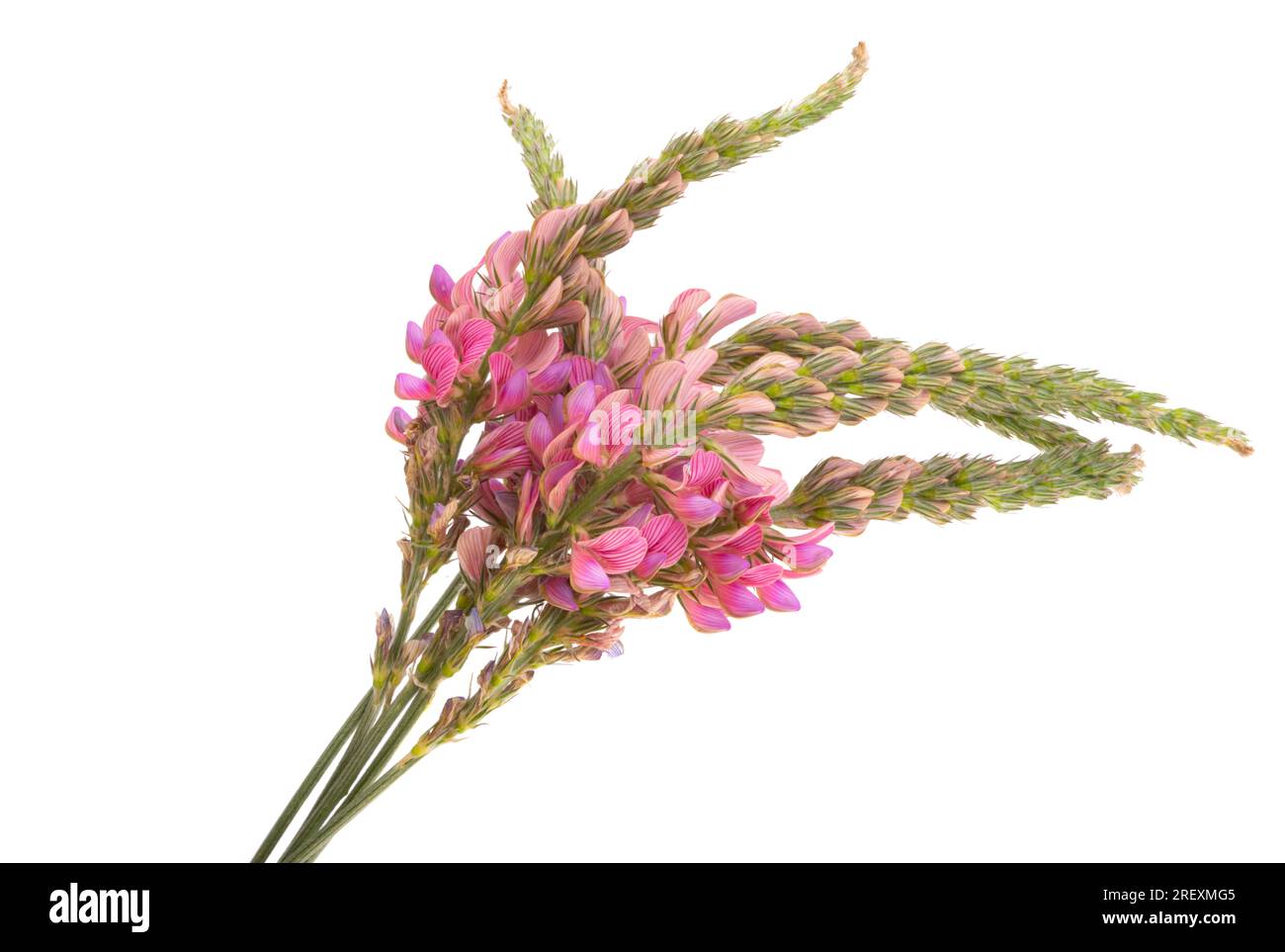 Pink meadow flowers hi-res stock photography and images - Alamy