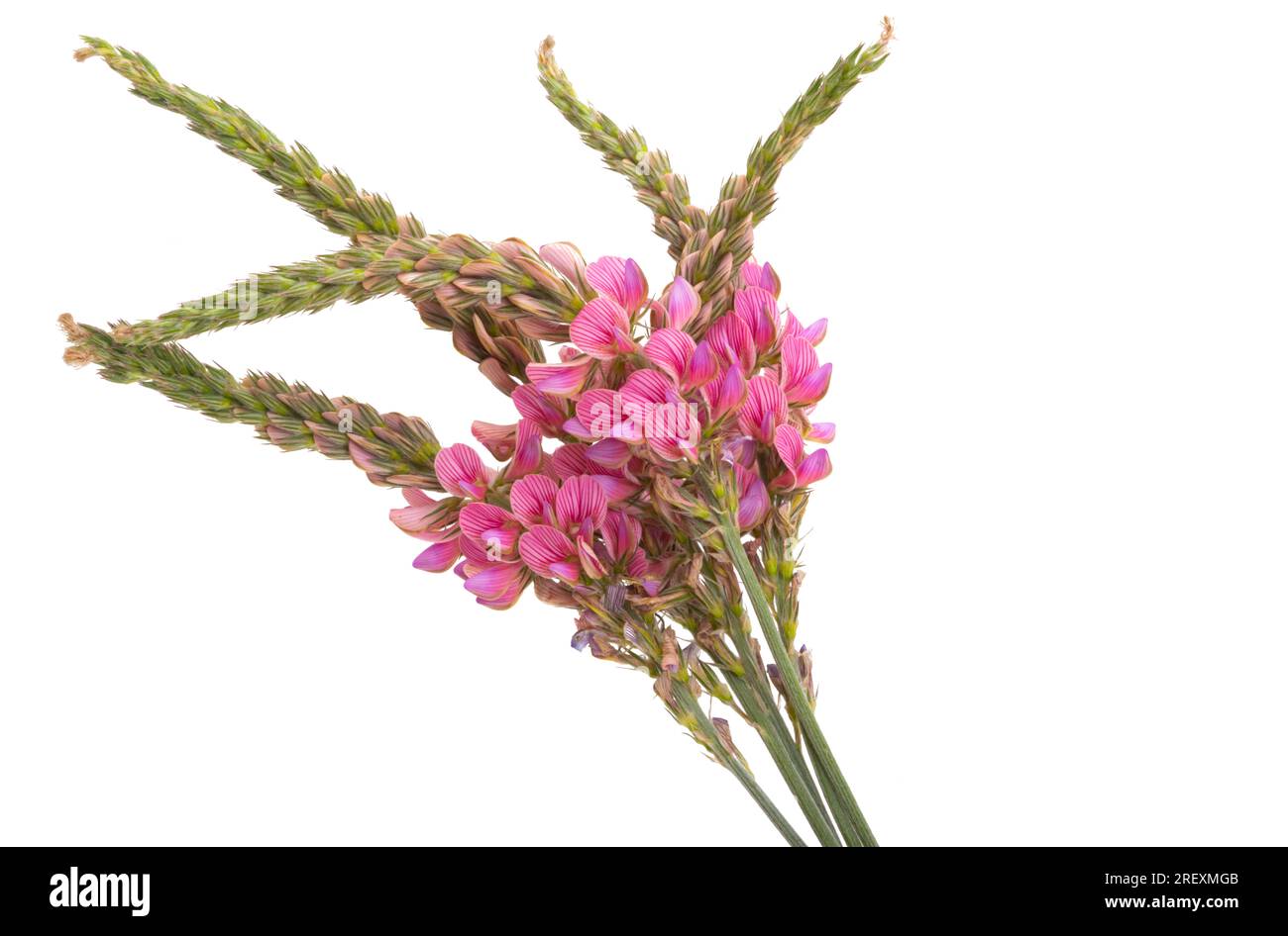 Pink meadow flowers isolated on white background Stock Photo - Alamy