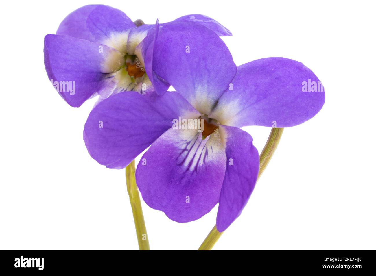 Violet flower isolated on white background Stock Photo - Alamy