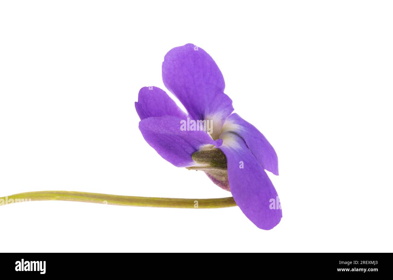 Violet flower isolated on white background Stock Photo - Alamy