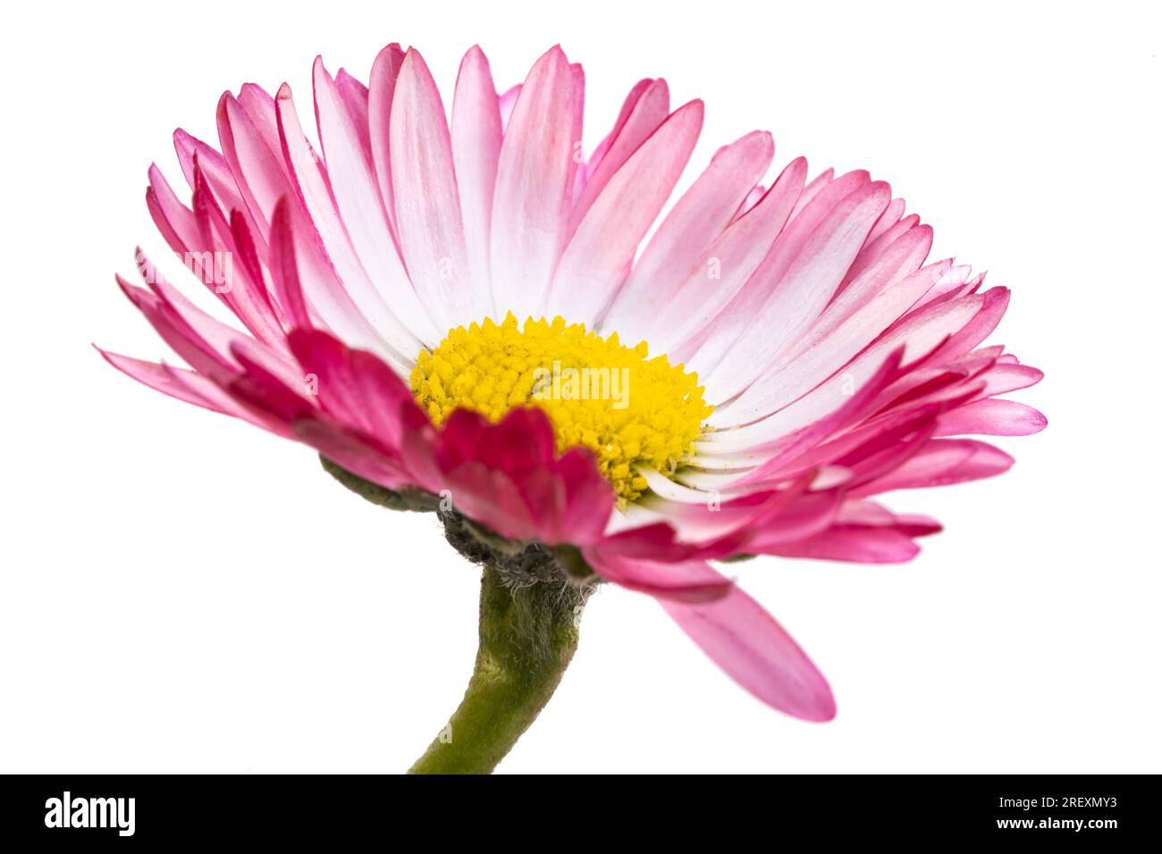Daisy flower isolated on white background Stock Photo - Alamy