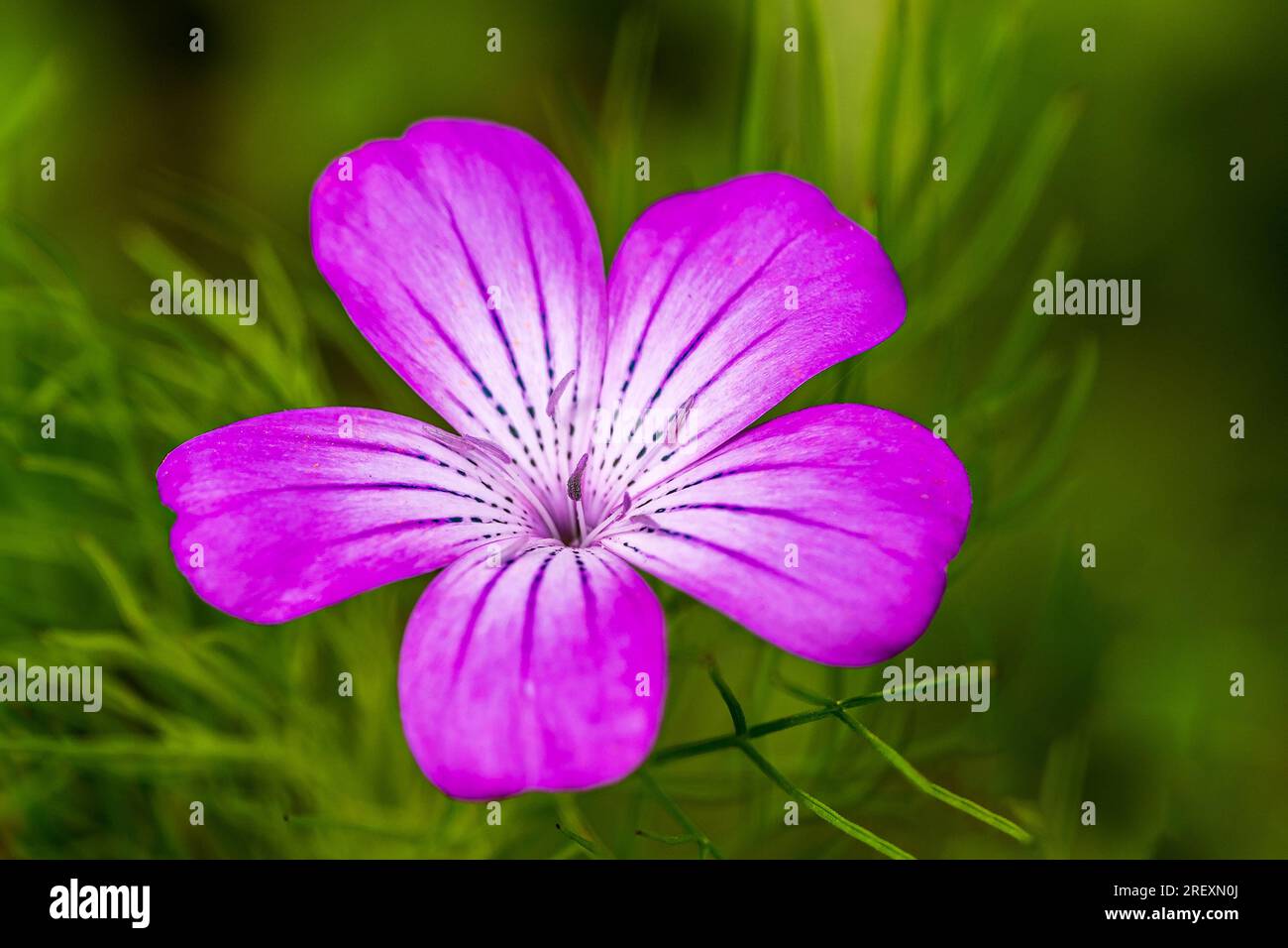 Corncockle wildflower bloom Stock Photo - Alamy