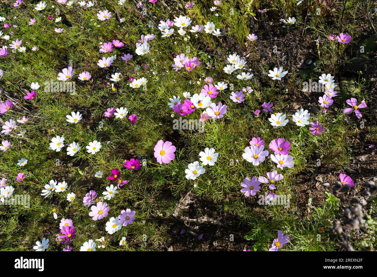Growing cosmea hi-res stock photography and images - Alamy